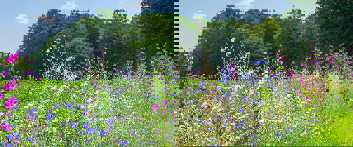 Guide to Biodiversity Net Gain for Development & Land Management ...