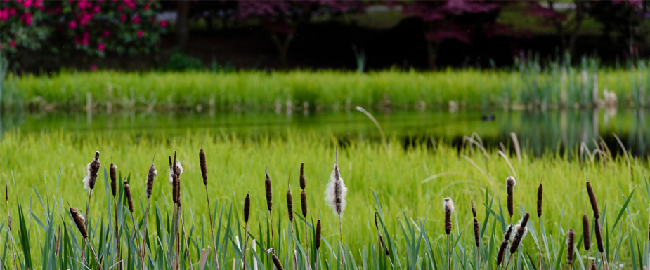 How Nature-Based Solutions Offer a Technically Sound and Cost-Effective Future for the Water ...