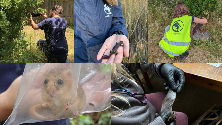 Adler & Allan Acquire Specialist Ecological Consultancy Ecosupport Ltd ...